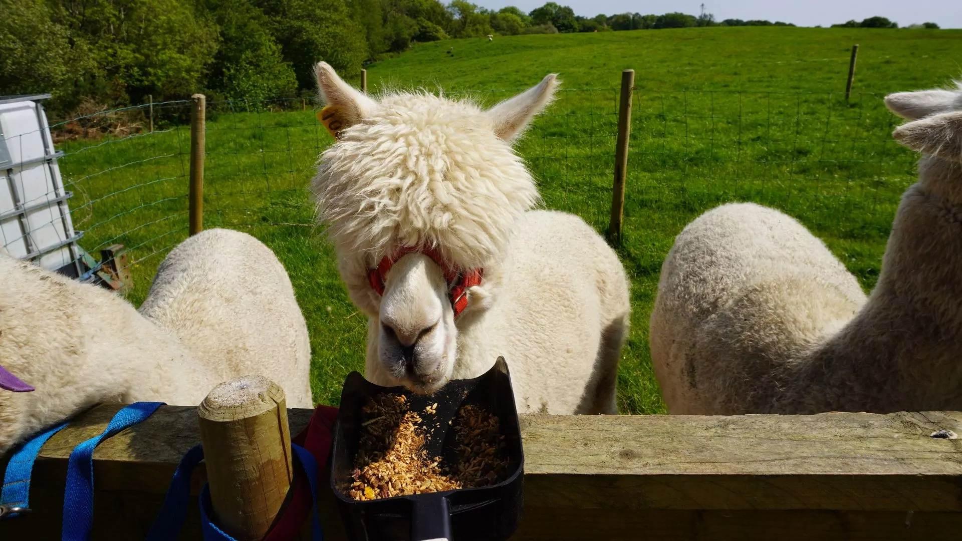 Things to Do in Wexford with Toddlers | Riverside Park Hotel